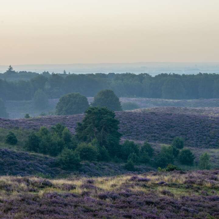 Lodges op de Posbank | Vakantiehuisjes op de Veluwe, in Rheden